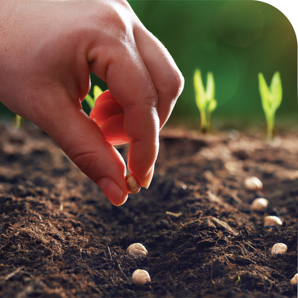 High quality, hybrid, sustainable agro seeds from Biostadt